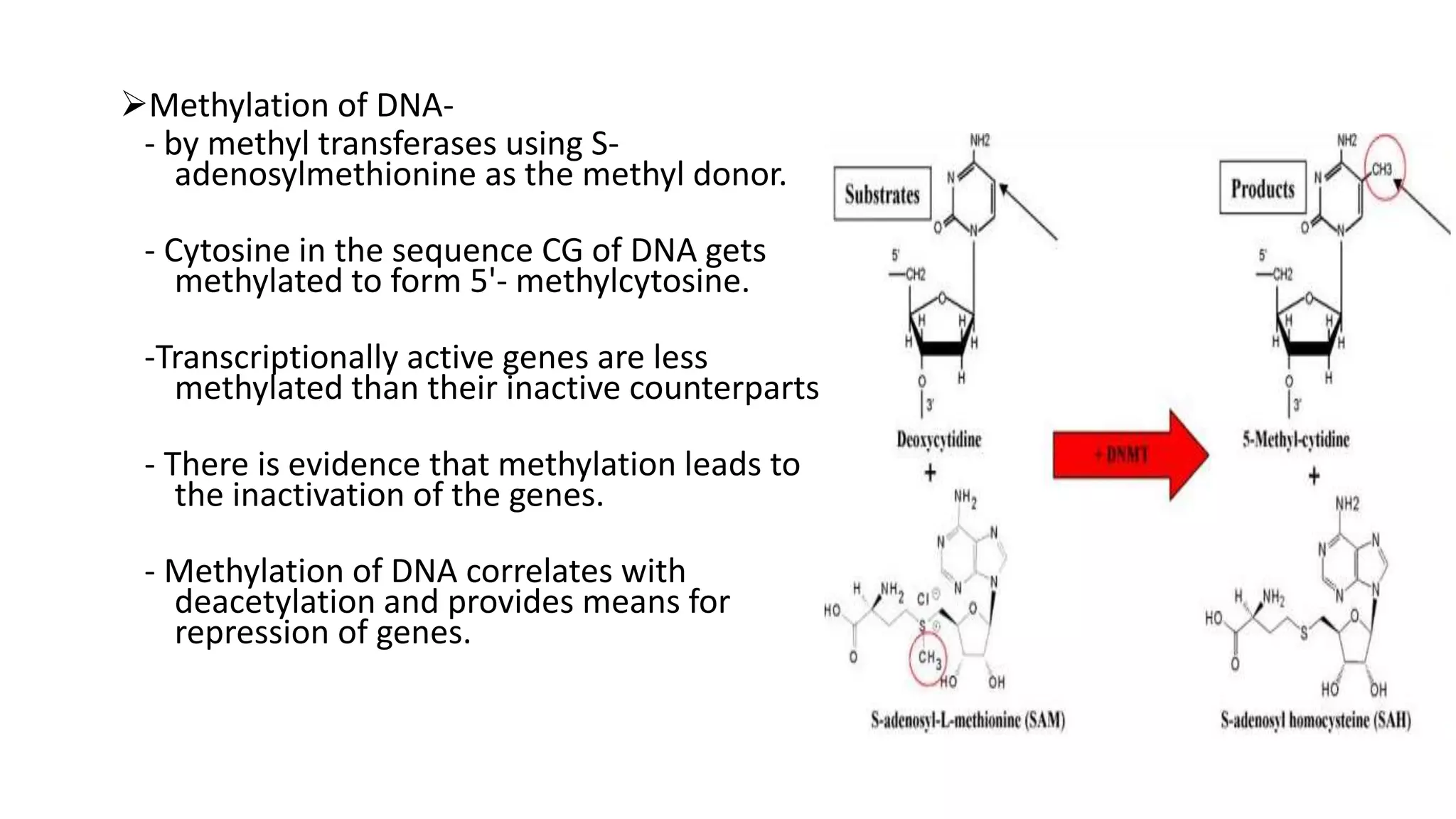 Gene expression in eukaryotes 1 | PPTX