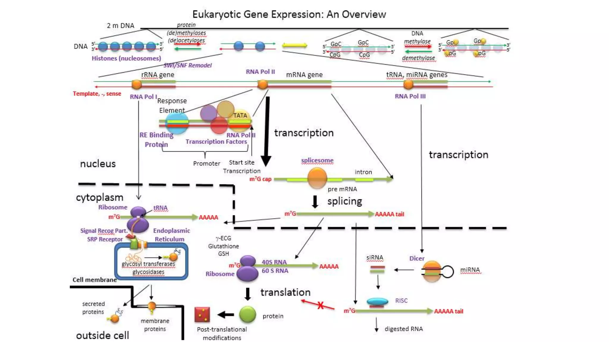 Gene expression in eukaryotes 1 | PPTX
