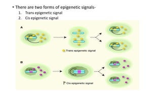 Gene expression in eukaryotes 1 | PPTX