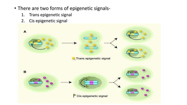Gene expression in eukaryotes 1 | PPT