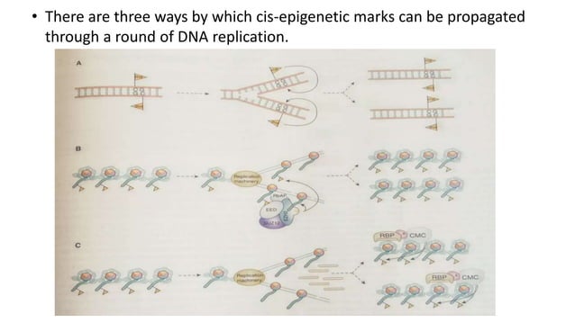 Gene expression in eukaryotes 1 | PPT