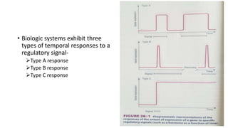 Gene expression in eukaryotes 1 | PPTX