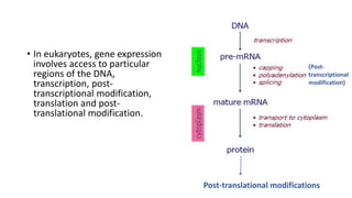 Gene expression in eukaryotes 1 | PPTX