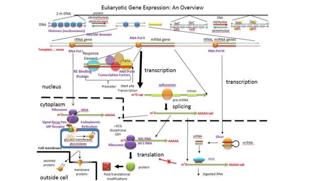 Gene expression in eukaryotes 1 | PPT