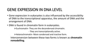 Gene expression in eukaryotes 1 | PPTX