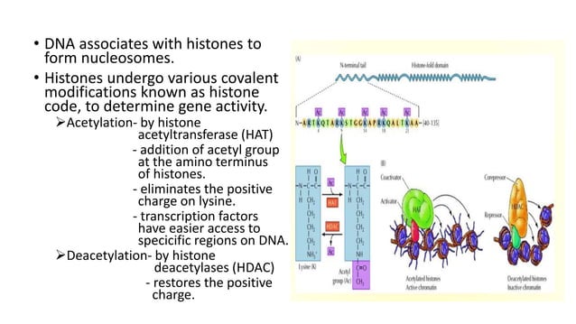 Gene expression in eukaryotes 1 | PPT