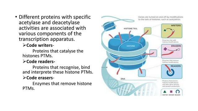 Gene expression in eukaryotes 1 | PPT
