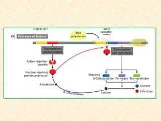 Gene expression in prokaryotes | PPTX