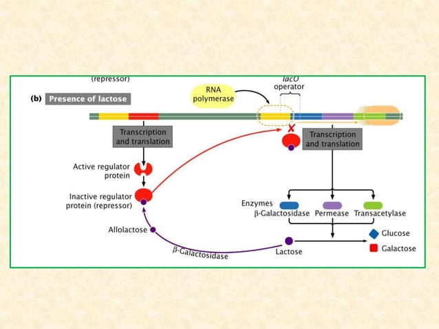 Gene expression in prokaryotes | PPTX | Chemistry | Science