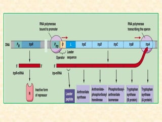 Gene expression in prokaryotes | PPTX