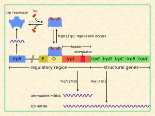 Gene expression in prokaryotes | PPTX