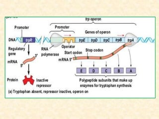 Gene expression in prokaryotes | PPTX