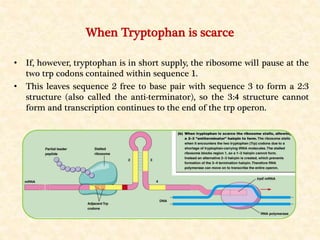 Gene expression in prokaryotes | PPTX