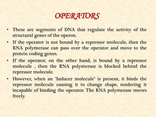 Gene expression in prokaryotes | PPTX | Chemistry | Science