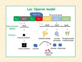 Gene expression in prokaryotes | PPTX