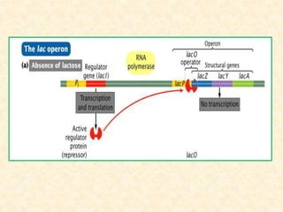 Gene expression in prokaryotes | PPTX