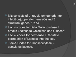 Gene - Expression and its Regulation.pptx