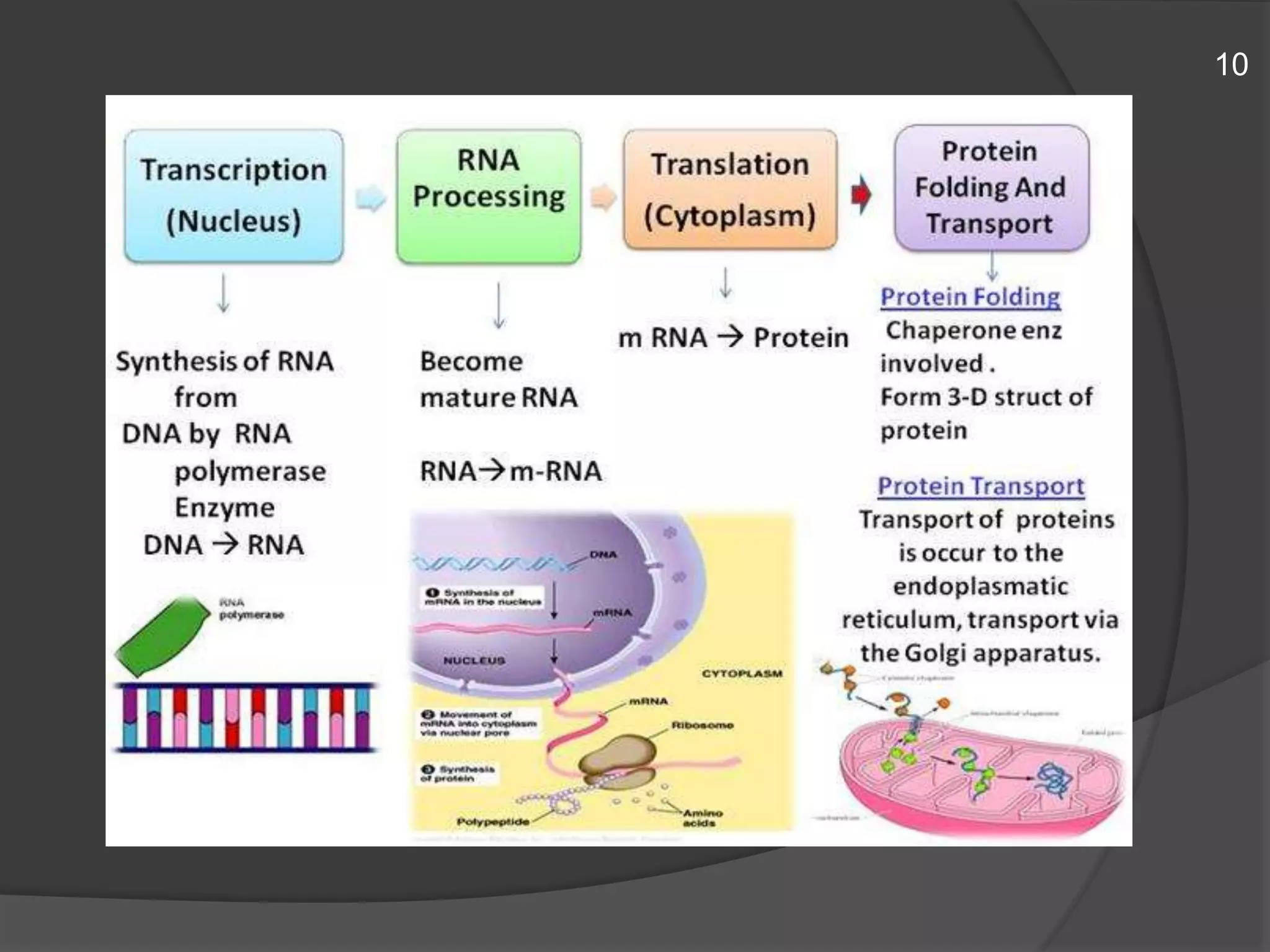 Gene expression & its regulation. | PPTX