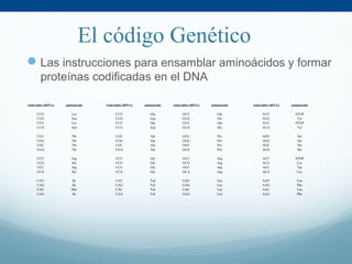 expresión génica: traducción de proteínas. PowerPoint para cuartos ...