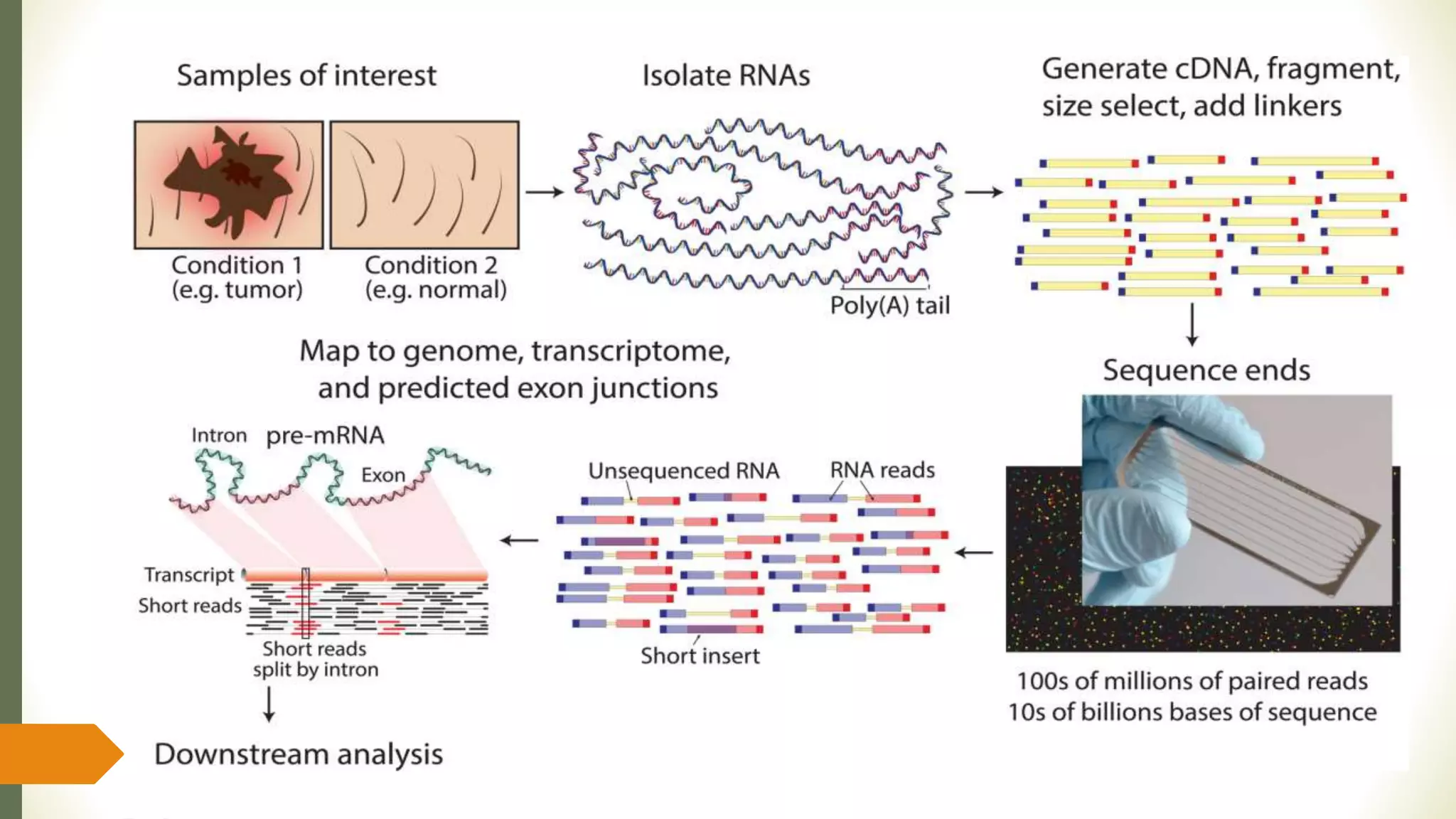 Gene expression profiling | PPTX