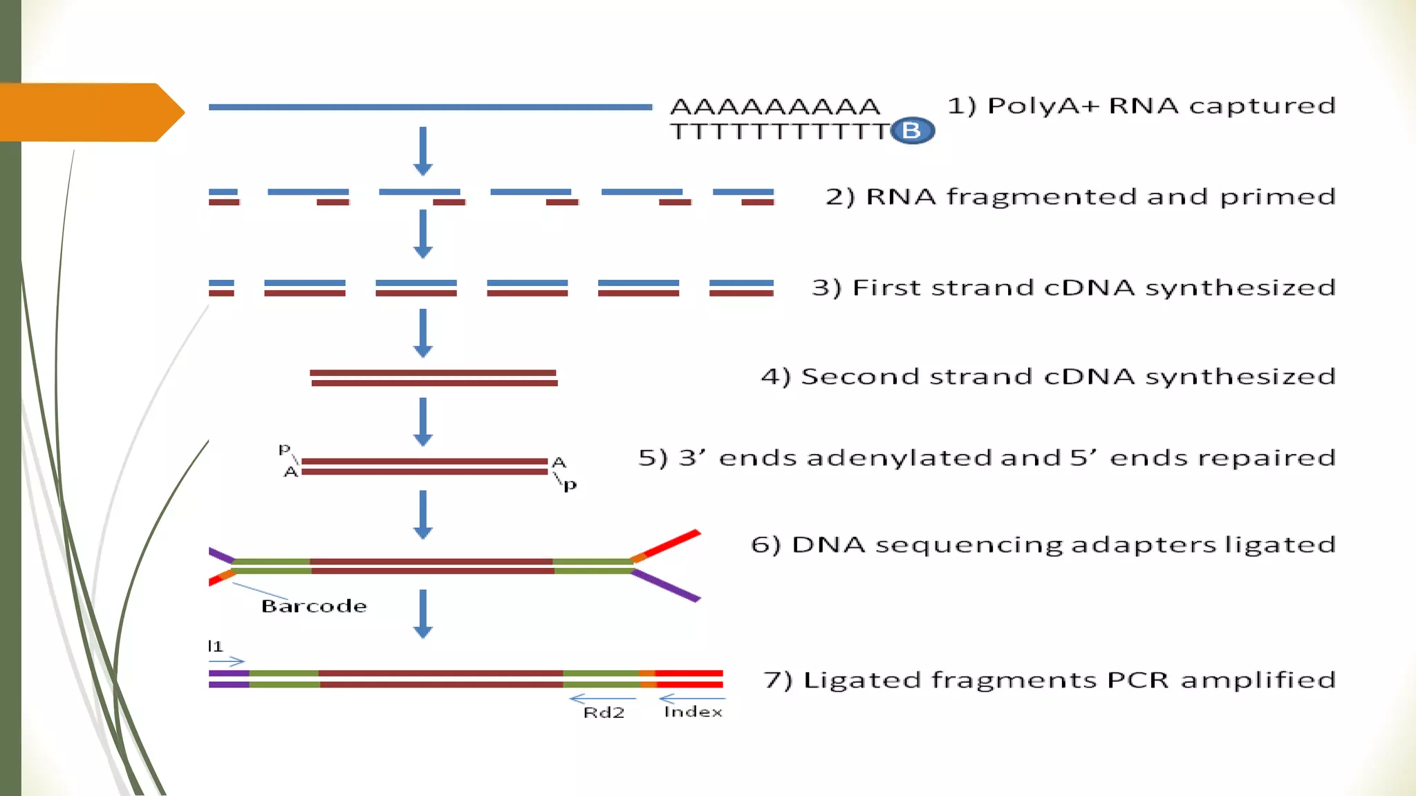 Gene expression profiling | PPTX
