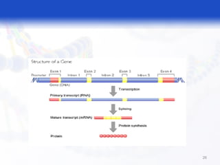 Gene expression slide | PPT