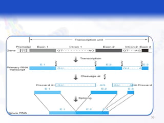 Gene expression slide | PPT