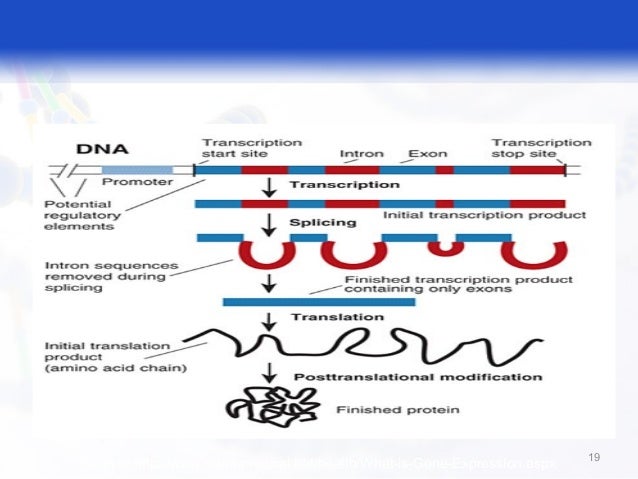 Gene expression slide
