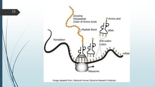 Gene expression system | PPTX