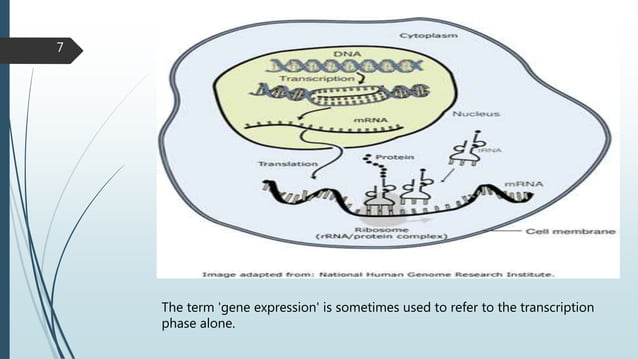Gene expression system | PPTX | Chemistry | Science