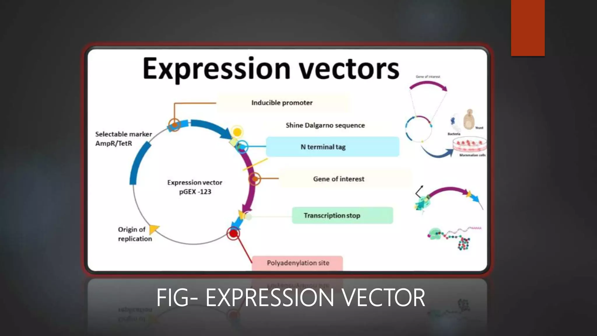 Gene expression vector by tahura mariyam ansari | PPTX | Programming ...