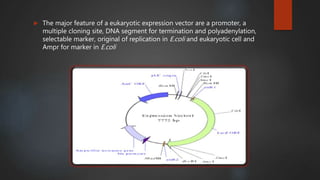 Gene expression vector by tahura mariyam ansari | PPTX | Programming Languages | Computing