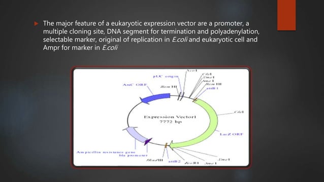 Gene expression vector by tahura mariyam ansari | PPTX | Programming Languages | Computing