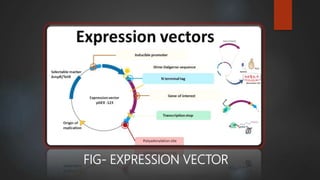 Gene expression vector by tahura mariyam ansari | PPTX | Programming Languages | Computing