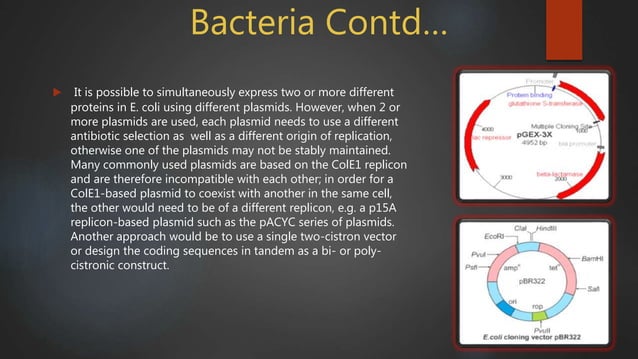 Gene expression vector by tahura mariyam ansari | PPTX | Programming Languages | Computing