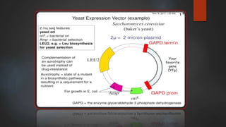 Gene expression vector by tahura mariyam ansari | PPTX