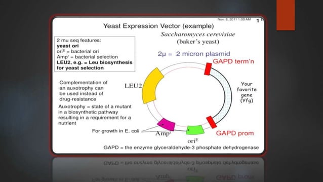 Gene expression vector by tahura mariyam ansari | PPTX | Programming Languages | Computing