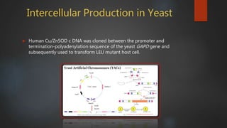 Gene expression vector by tahura mariyam ansari | PPTX | Programming Languages | Computing
