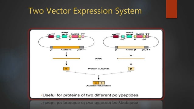 Gene expression vector by tahura mariyam ansari | PPTX | Programming Languages | Computing