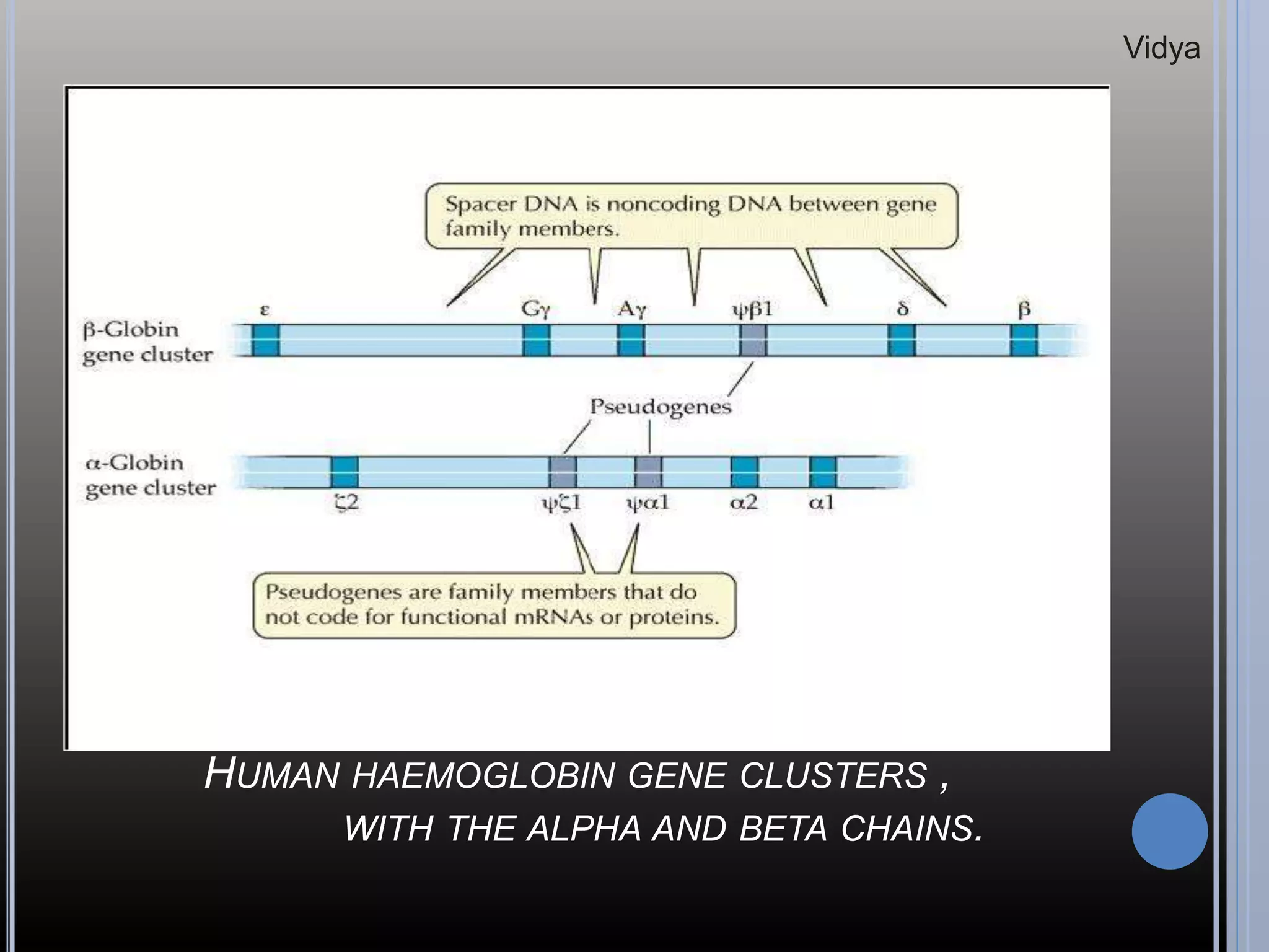Gene families and clusters | PPTX