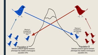 Gene Flow Definition