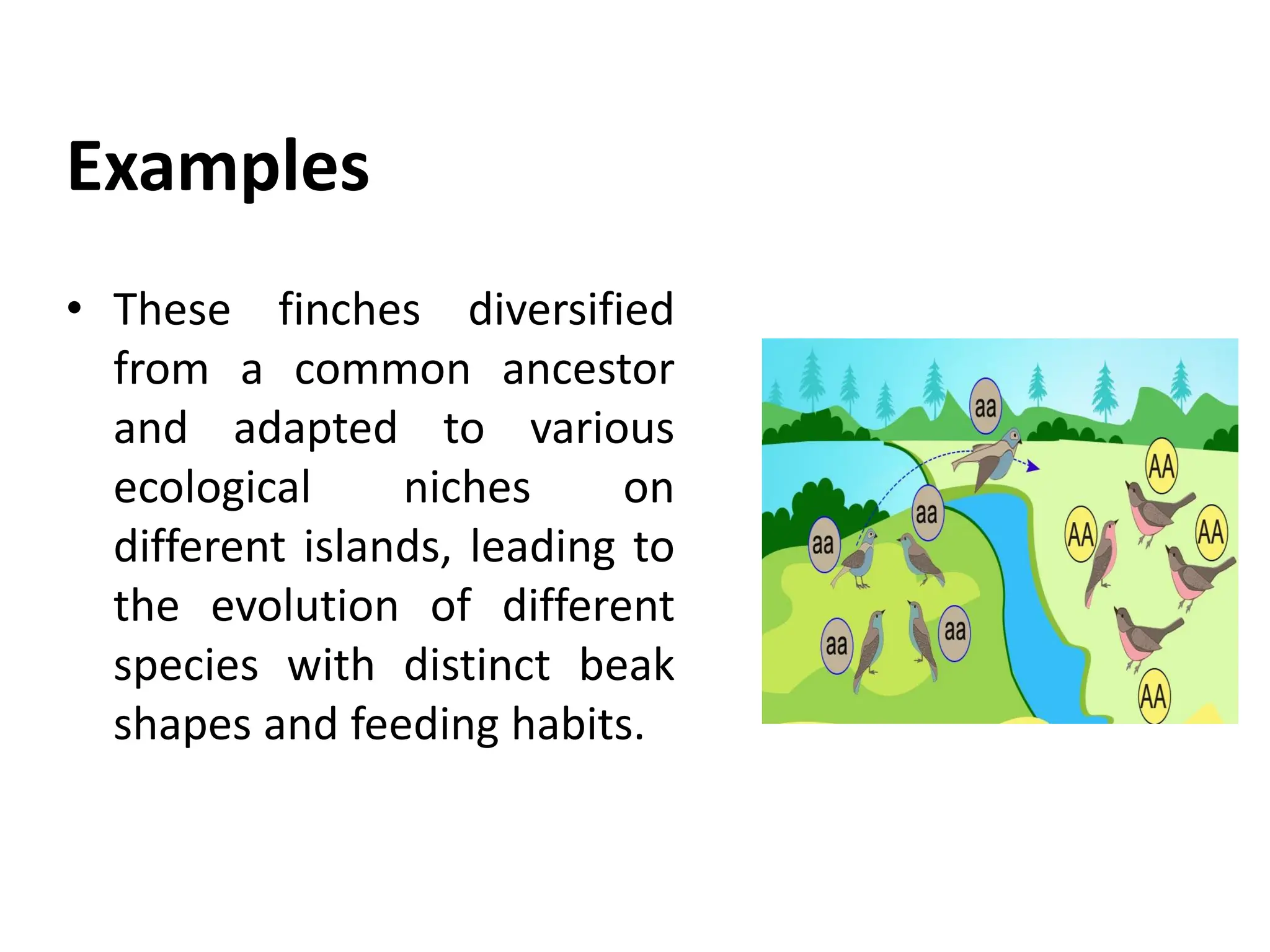 GENE FLOW in evolution the biggest factor in evolution | PDF