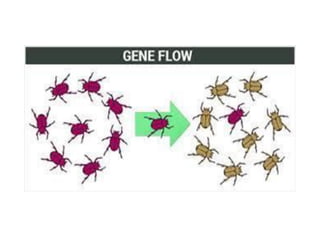 GENE FLOW in evolution the biggest factor in evolution | PDF