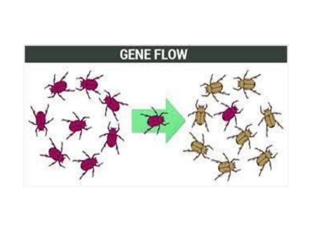 GENE FLOW in evolution the biggest factor in evolution | PPT