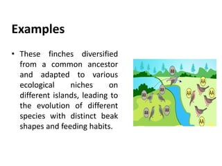GENE FLOW in evolution the biggest factor in evolution | PDF