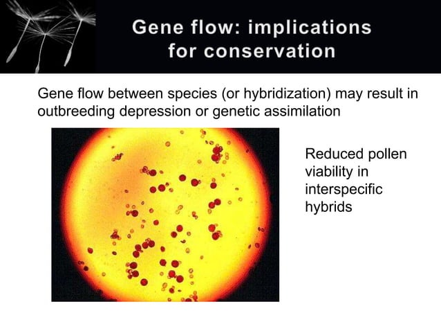Gene Flow.pptx | Genetics | Science