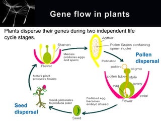 Gene Flow.pptx | Genetics | Science