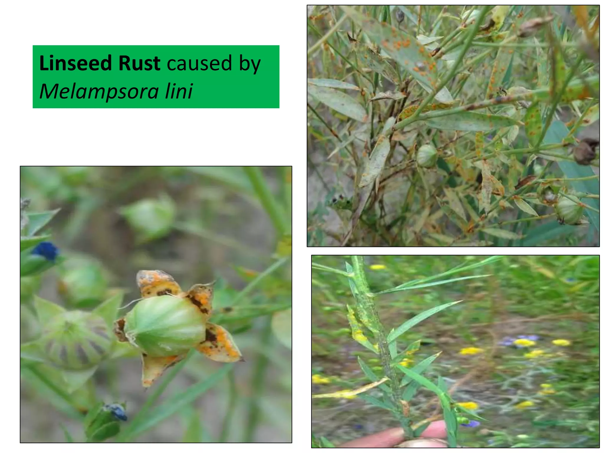 Gene for gene hypothesis | PPTX