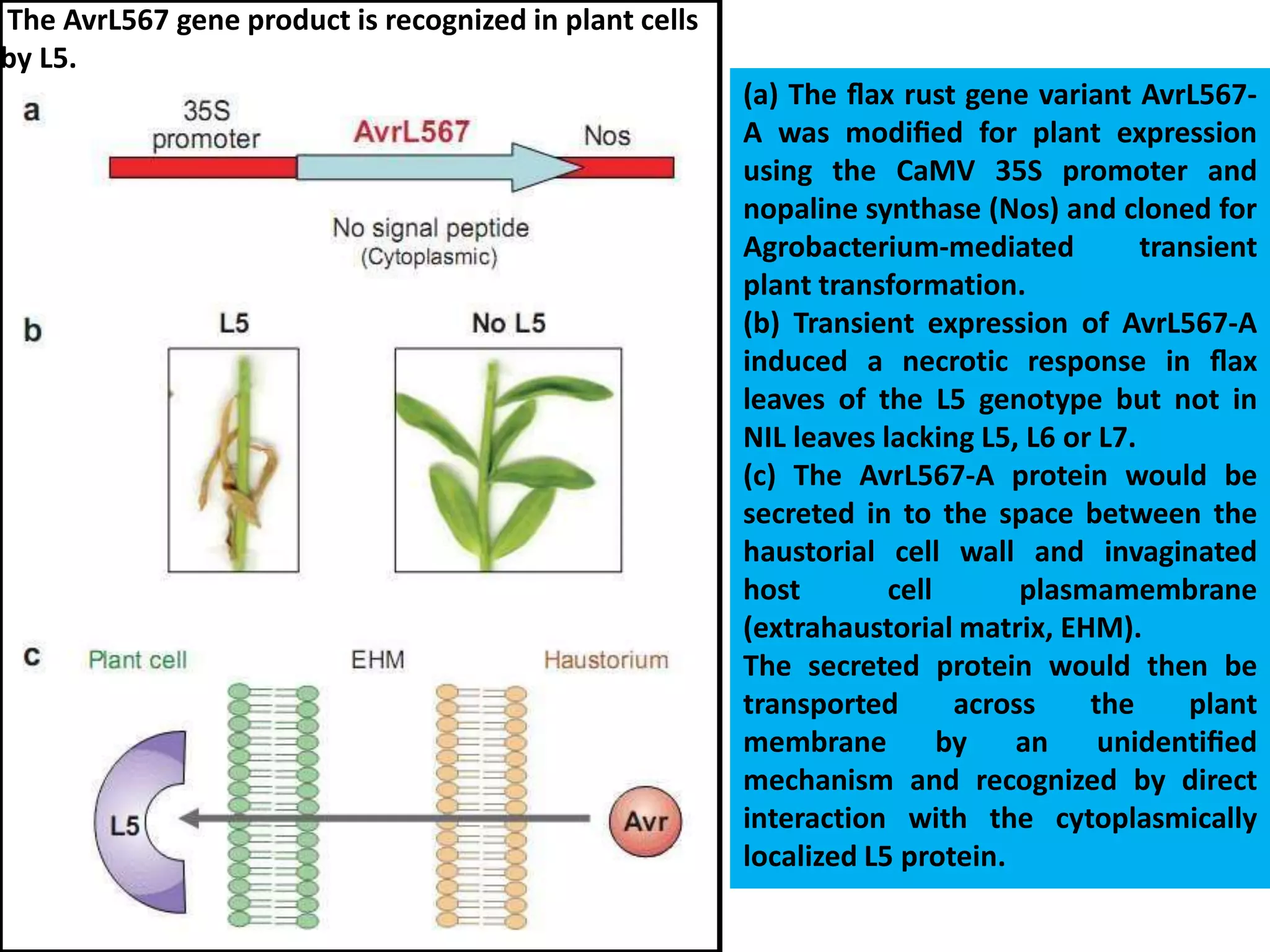 Gene for gene hypothesis | PPTX