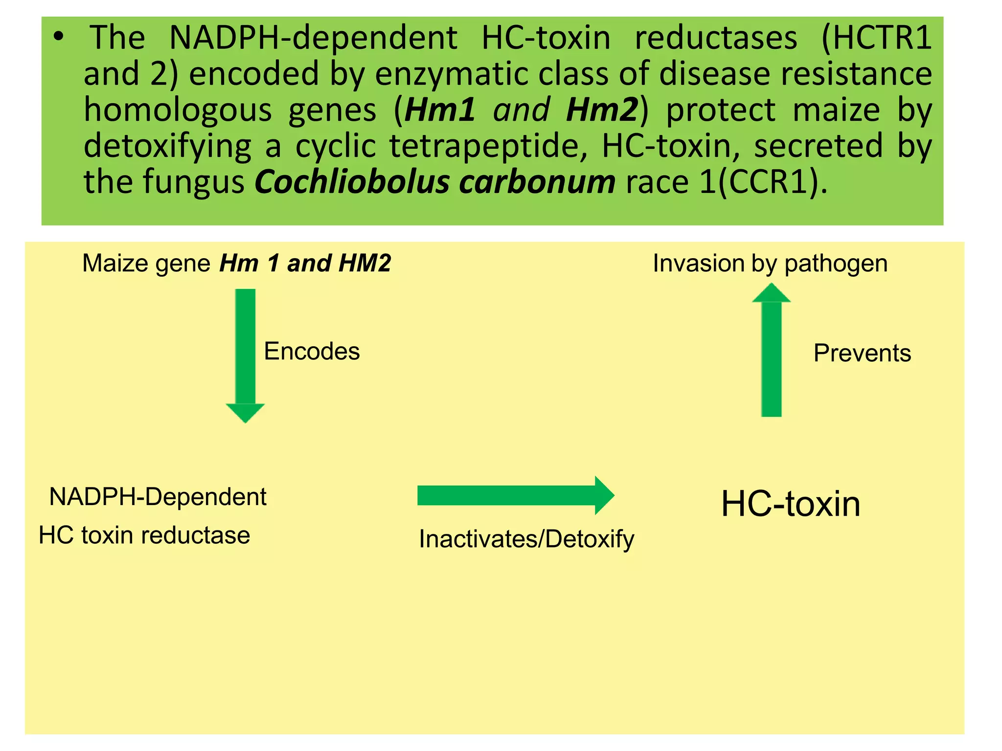 Gene for gene hypothesis | PPTX